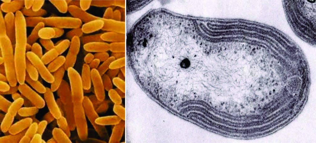 Nitrobacter - MÔI TRƯỜNG HƯNG PHƯƠNG